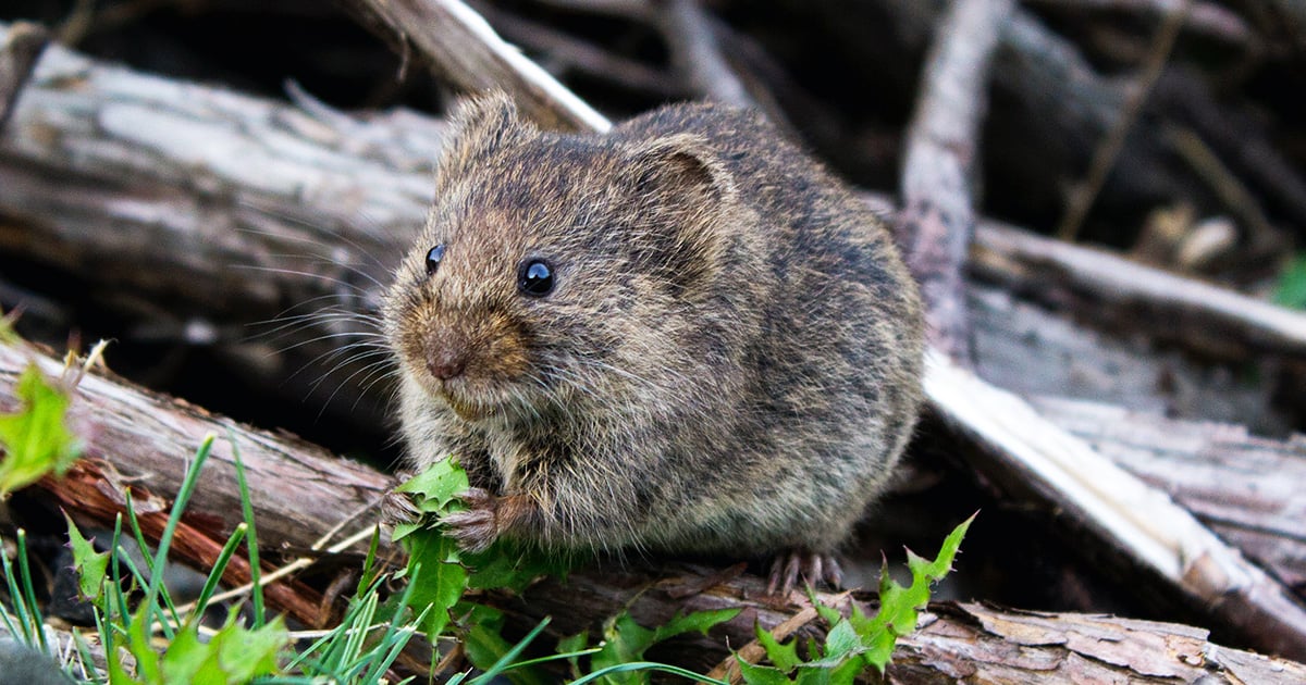 Undvik ultraljudsskrämmor - så tätar du huset mot möss | Villaägarna