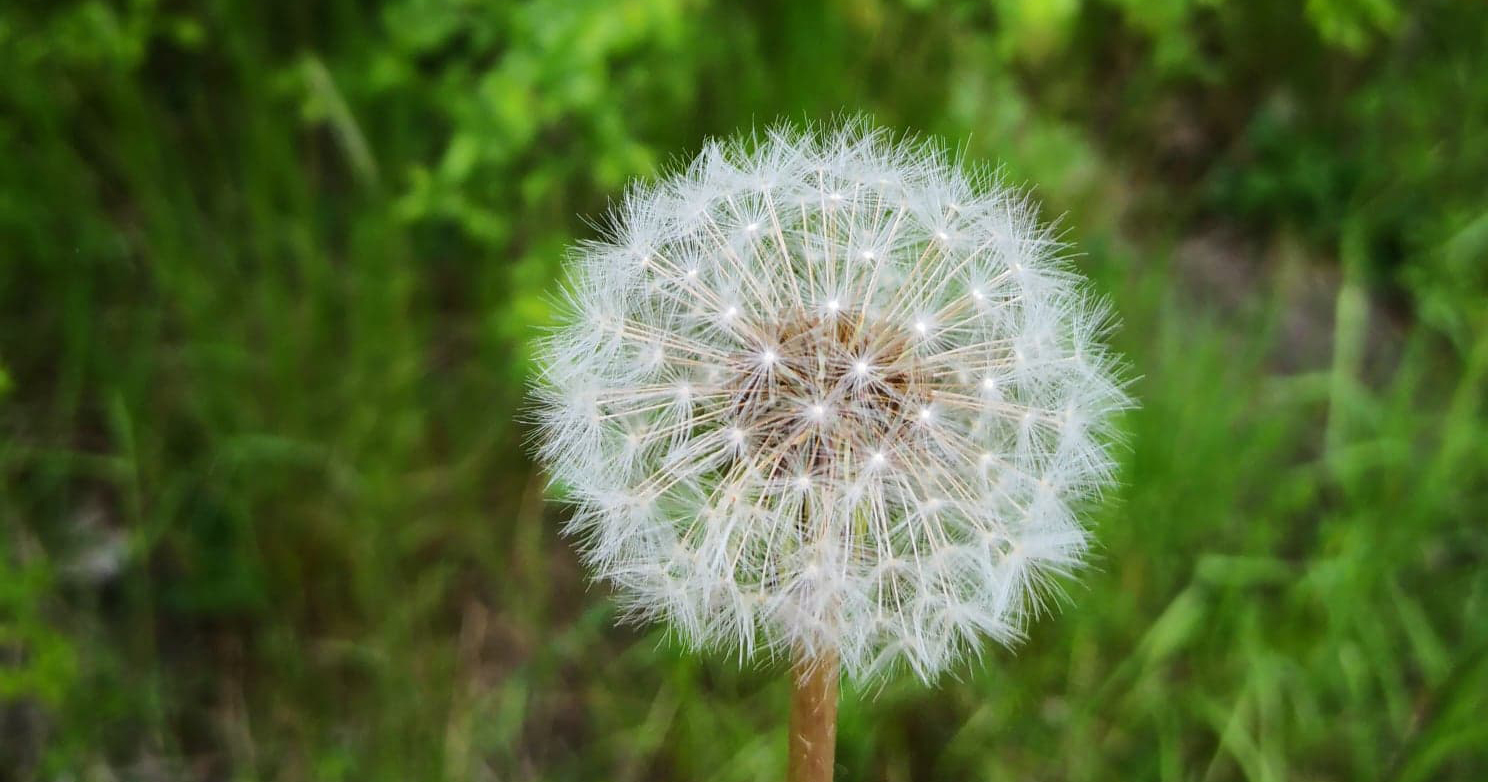 Bli av med dina maskrosor | Villaägarna