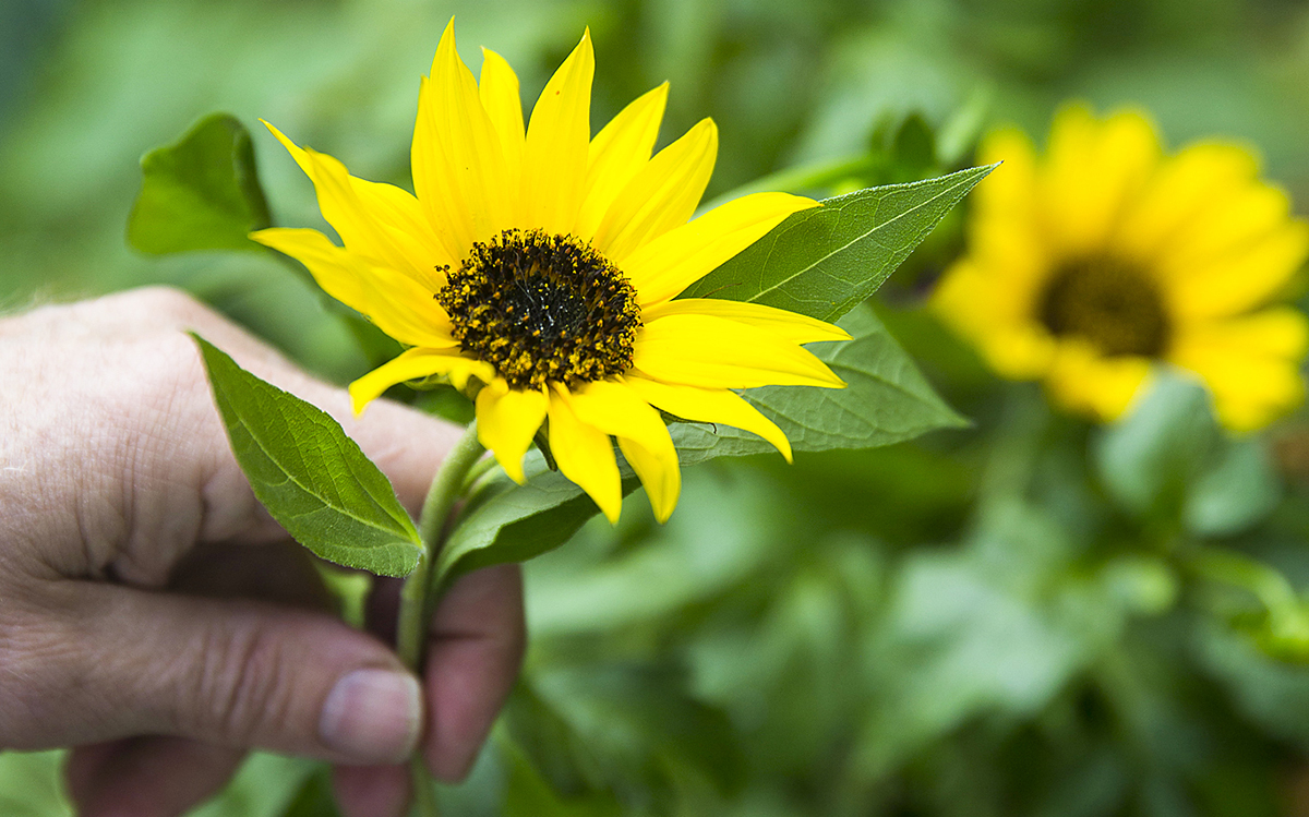 7 Lättodlade blommor | Villaägarna